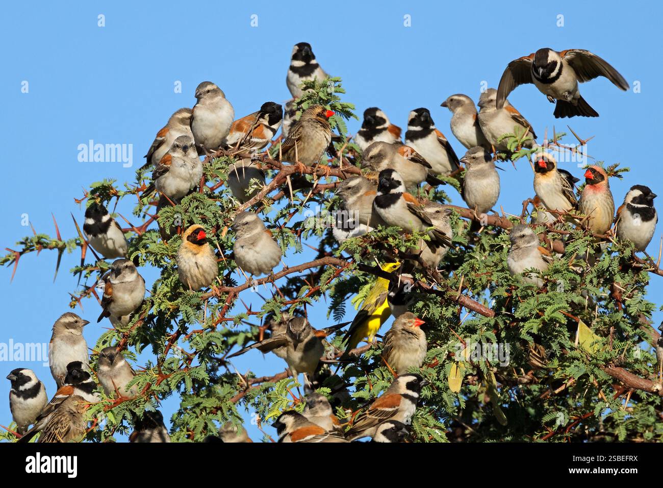 Cape sparrows (Passer melanurus) and other birds gathering in a tree ...
