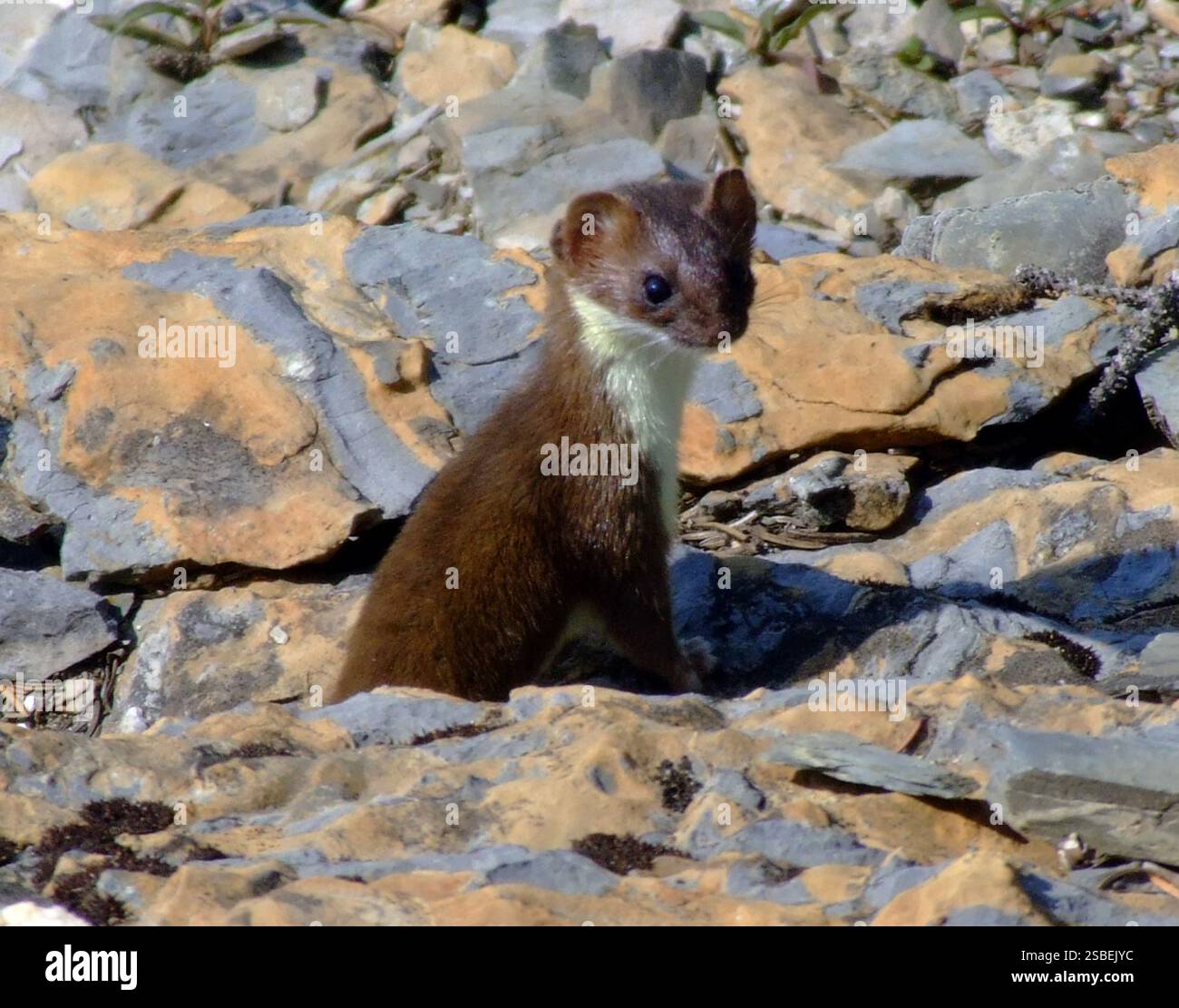 Nolder animal hi-res stock photography and images - Alamy