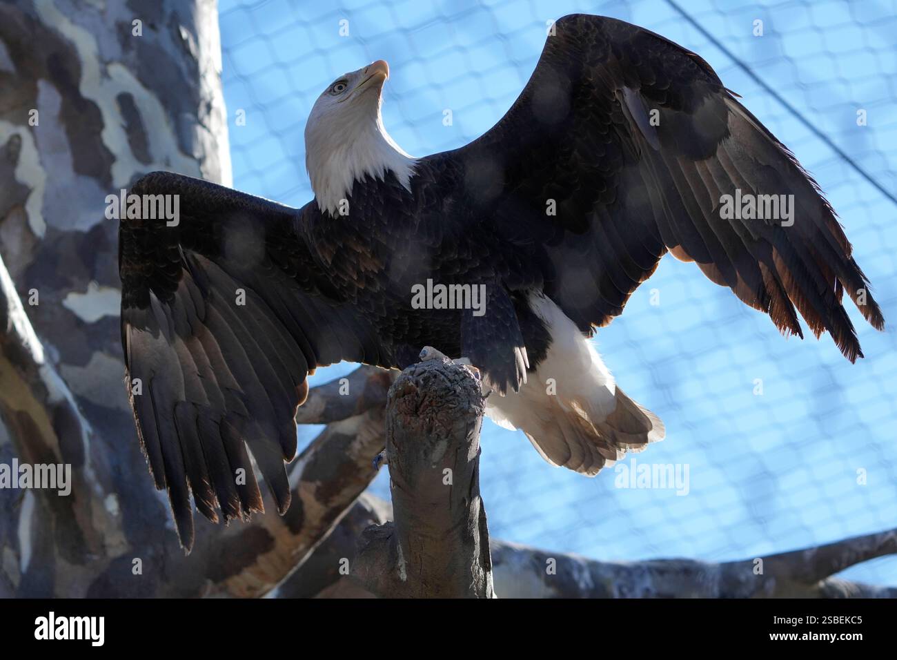 A bald eagle named Freedom perches on a branch at the Turtle Back Zoo ...