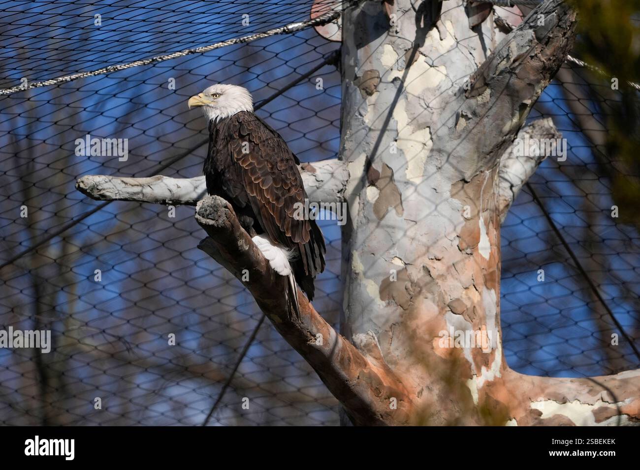 A bald eagle named Freedom perches on a branch at the Turtle Back Zoo ...