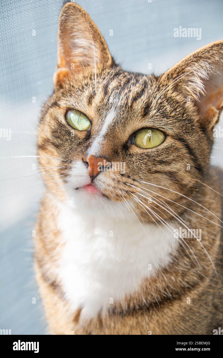 Cat`s look. Beautiful cat portrait. Domestic animal cat, kitten. A pet ...