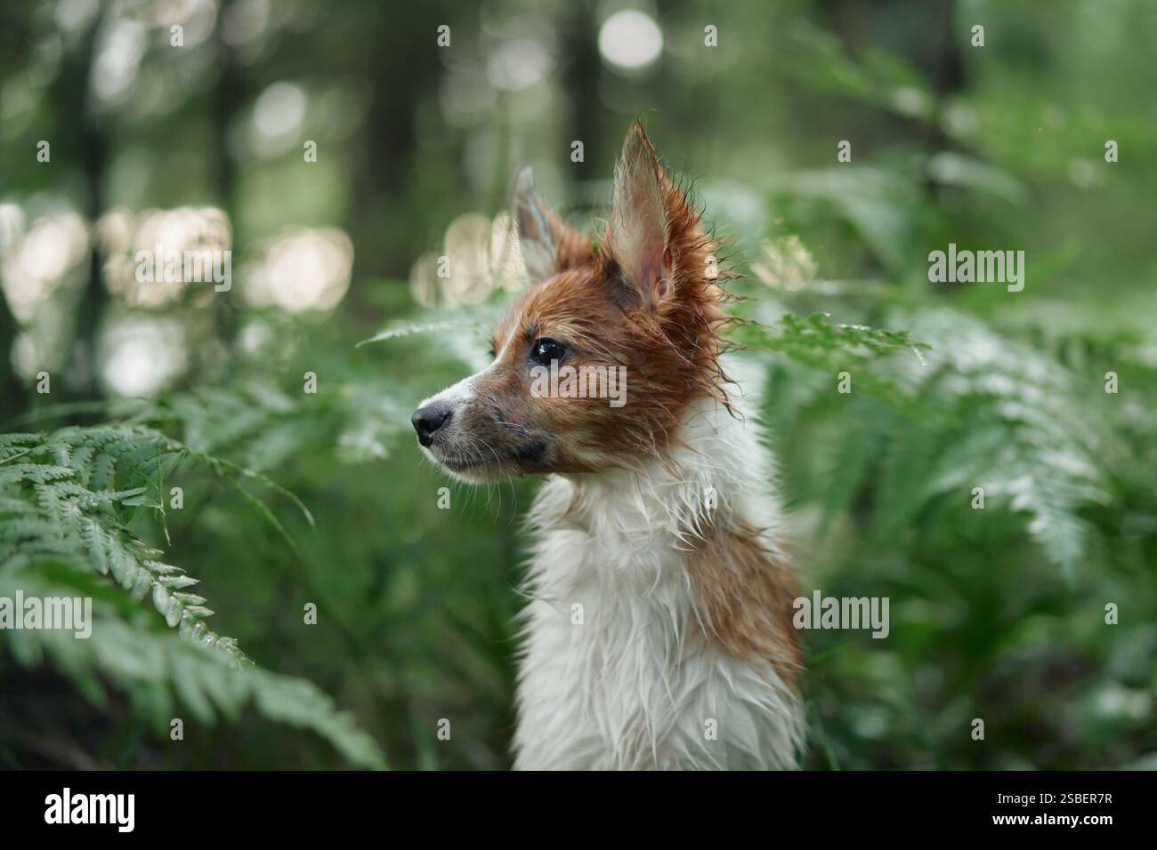 A Border Pap looks curiously in a forest clearing surrounded by ...