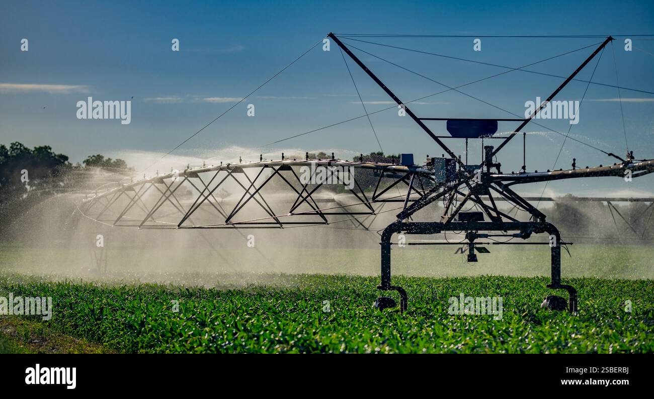 Irrigation system is watering large alfalfa field. Automatic Sprinkler ...