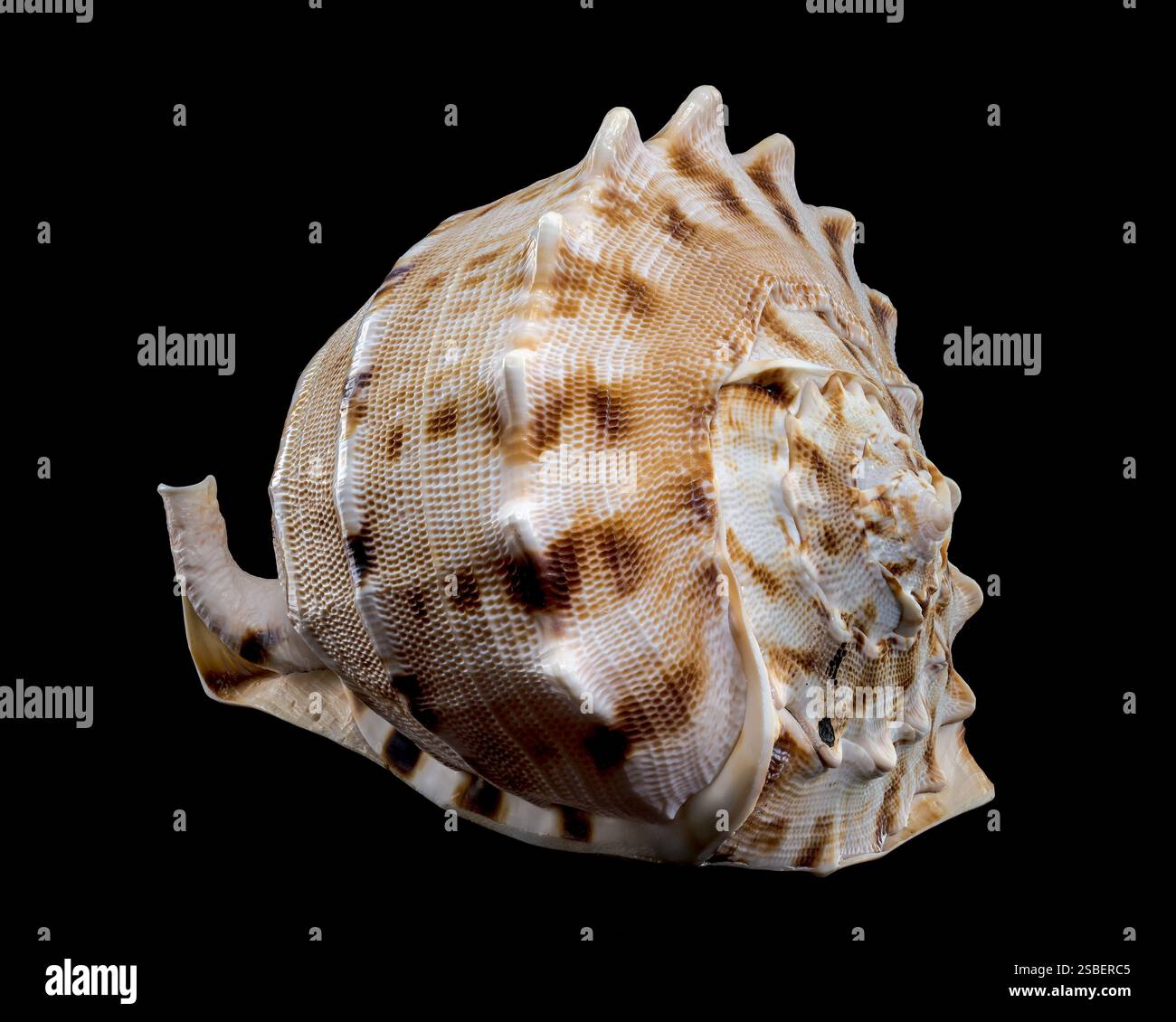 Close-up of a Cassis cornuta shell, also known as the horned helmet ...