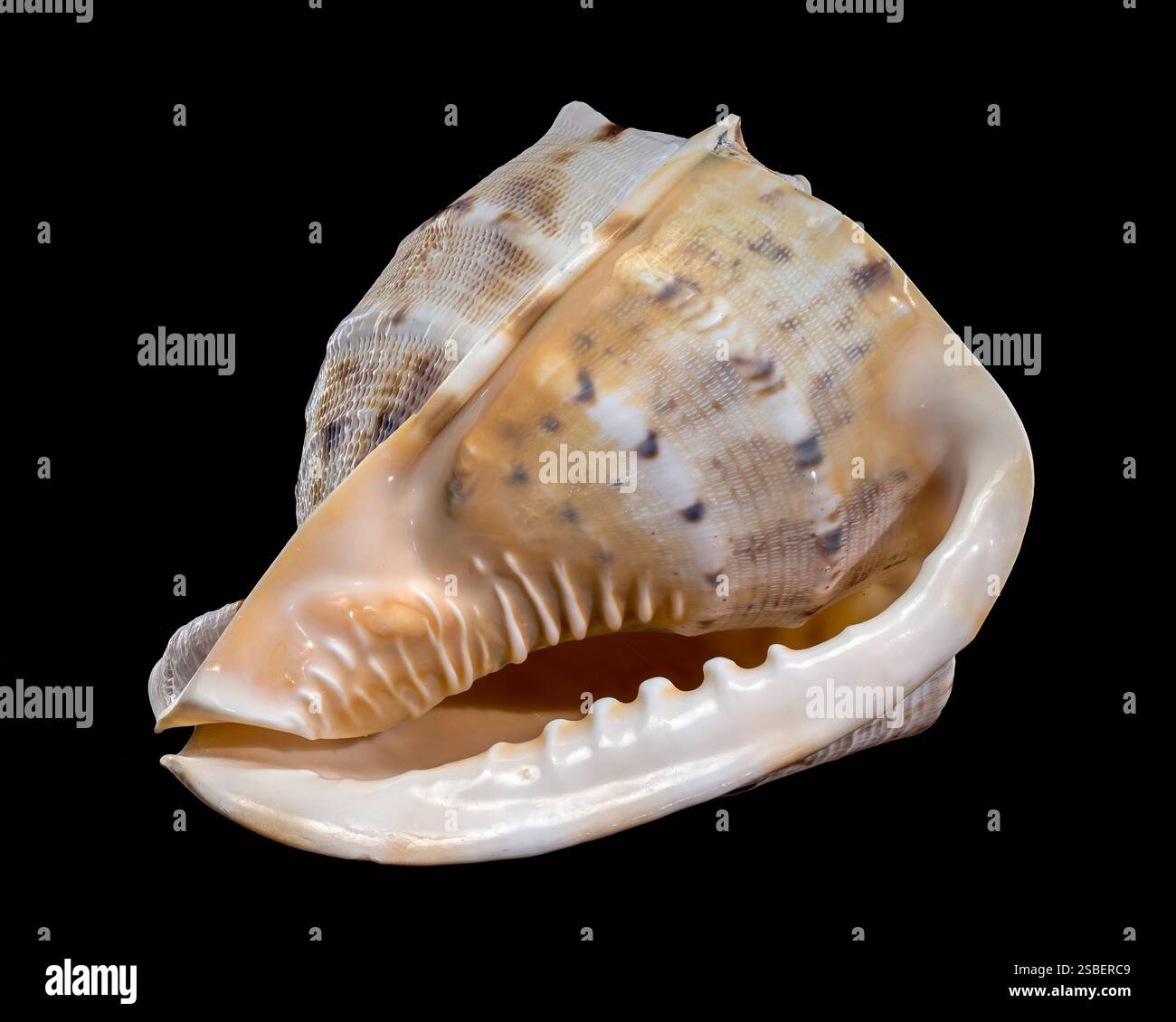 Showcasing unique spiral patterns hi-res stock photography and images ...