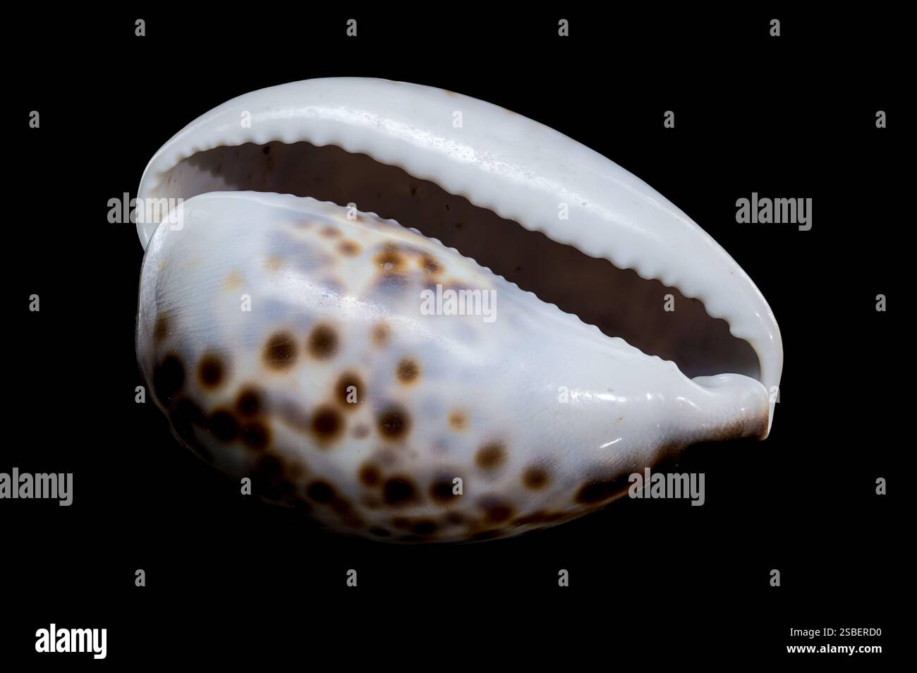 Close-up of a Cypraea tigris shell, commonly known as the tiger cowrie ...