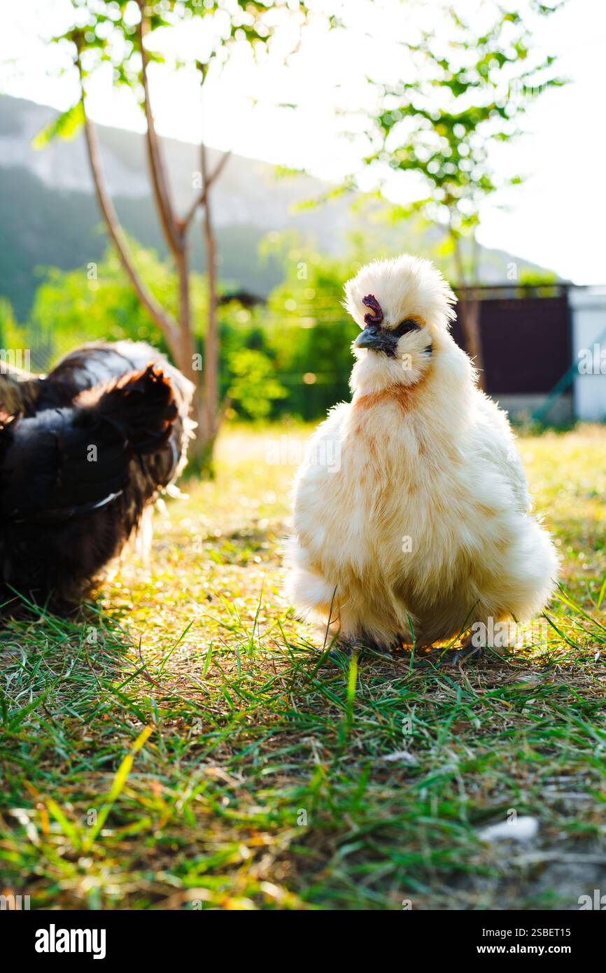 Unique fluffy chickens exploring a sunny garden on a bright afternoon ...