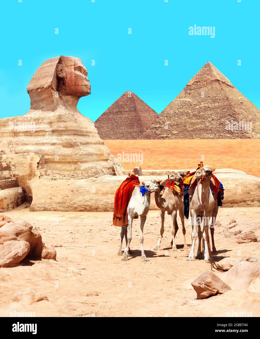 Camels, Great Sphinx and pyramids of Chephren and Cheops, Cairo, Egypt ...