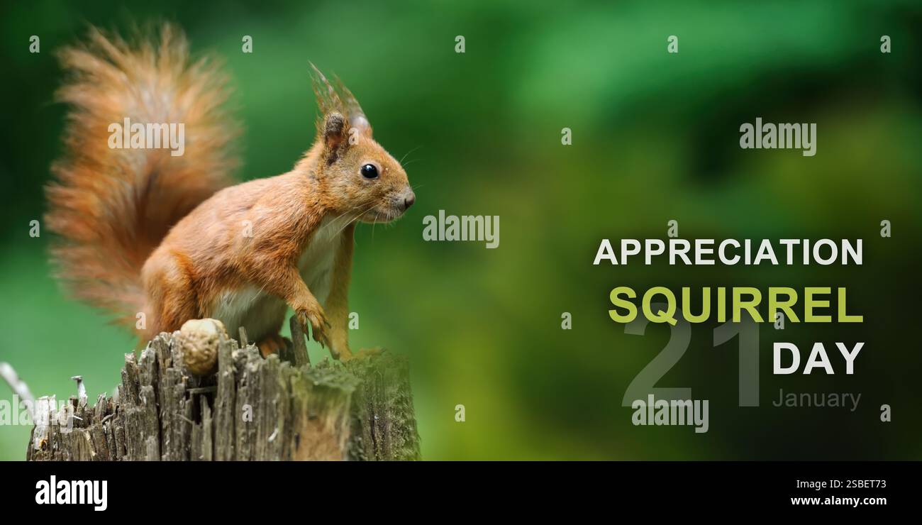 Appreciation squirrel day, 21 January Stock Photo - Alamy