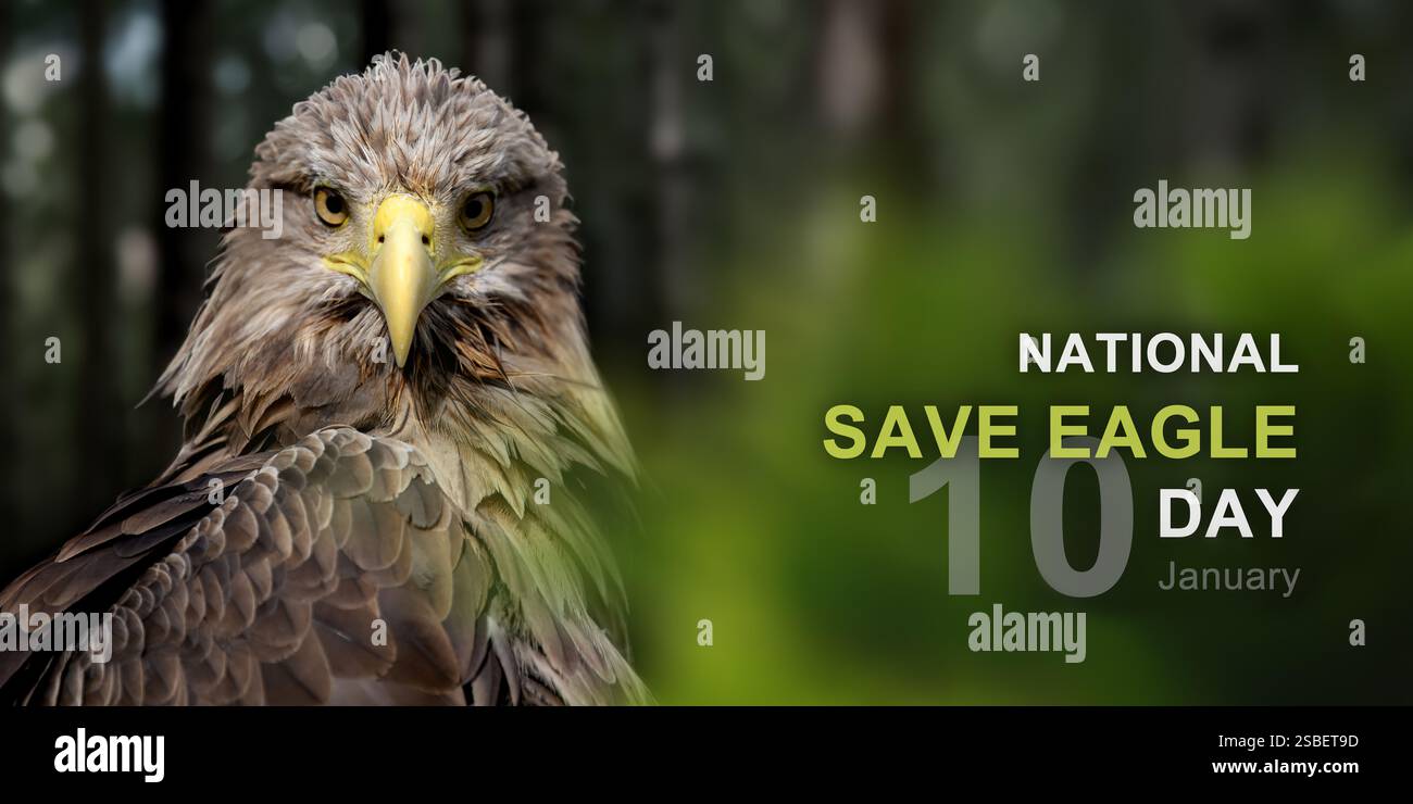 National save eagle day, 10 January Stock Photo - Alamy