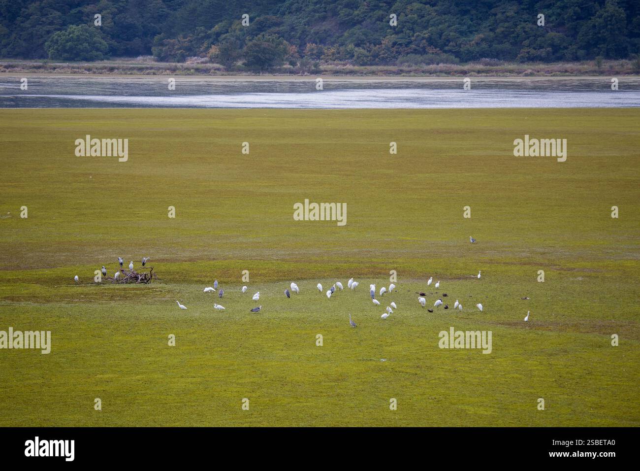 Pure untouched nature scene hi-res stock photography and images - Alamy