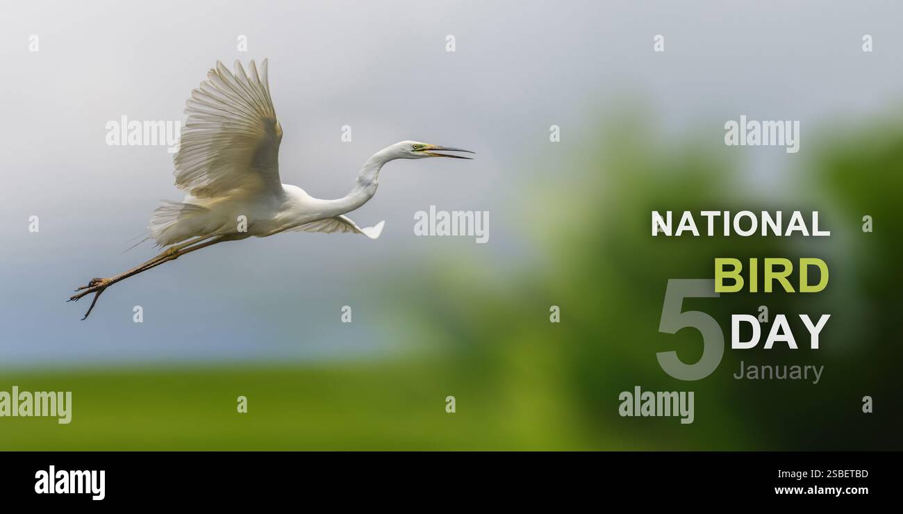 National bird day, 5 January Stock Photo - Alamy