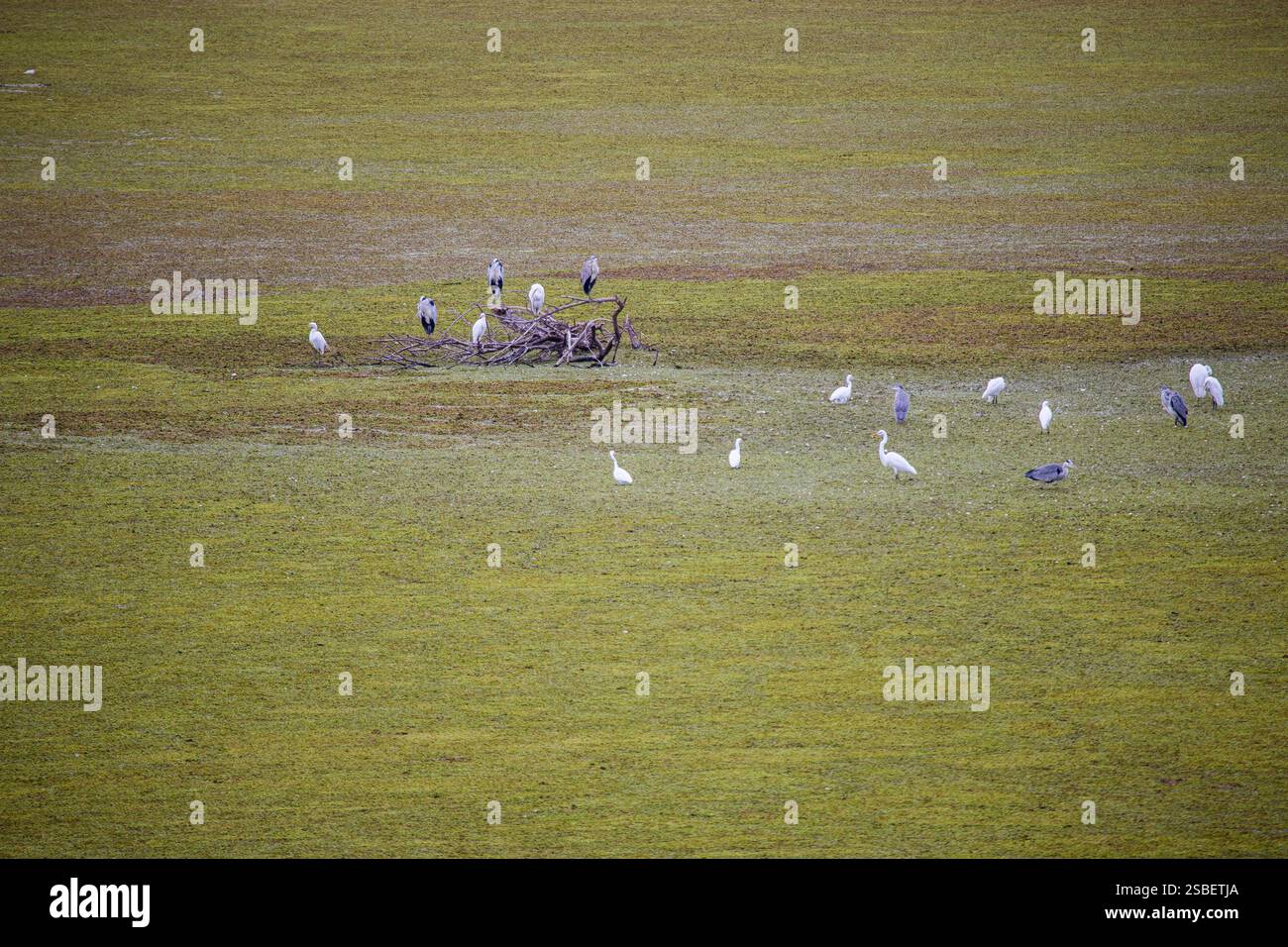 Pure untouched nature scene hi-res stock photography and images - Alamy