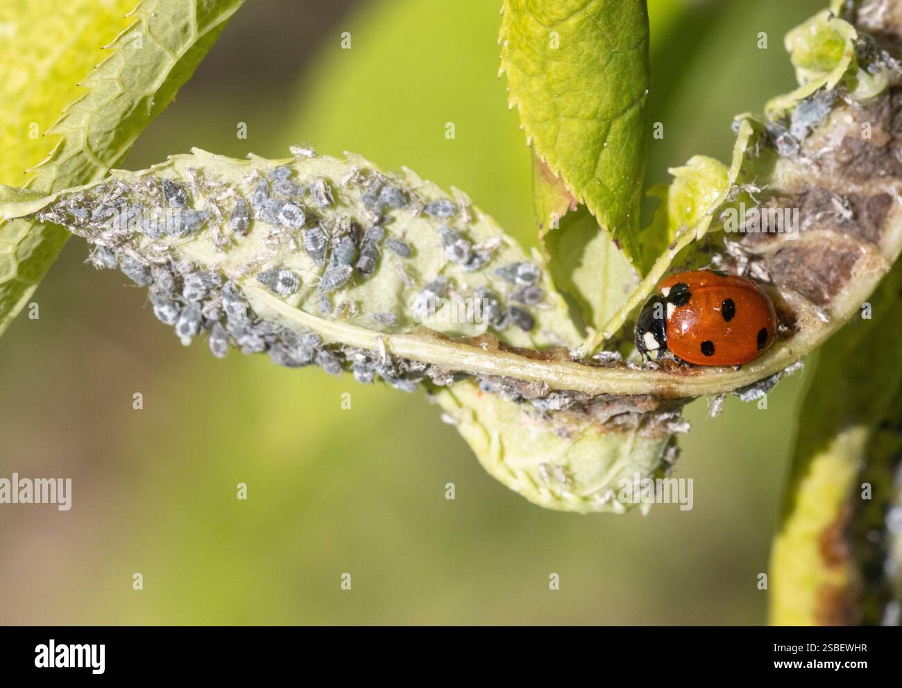 Seven-spot ladybird, aka common ladybug or seven-spotted ladybug ...
