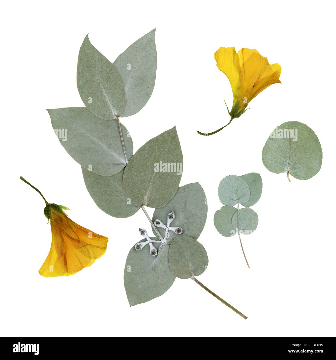 Creeper plant in garden Cut Out Stock Images & Pictures - Alamy