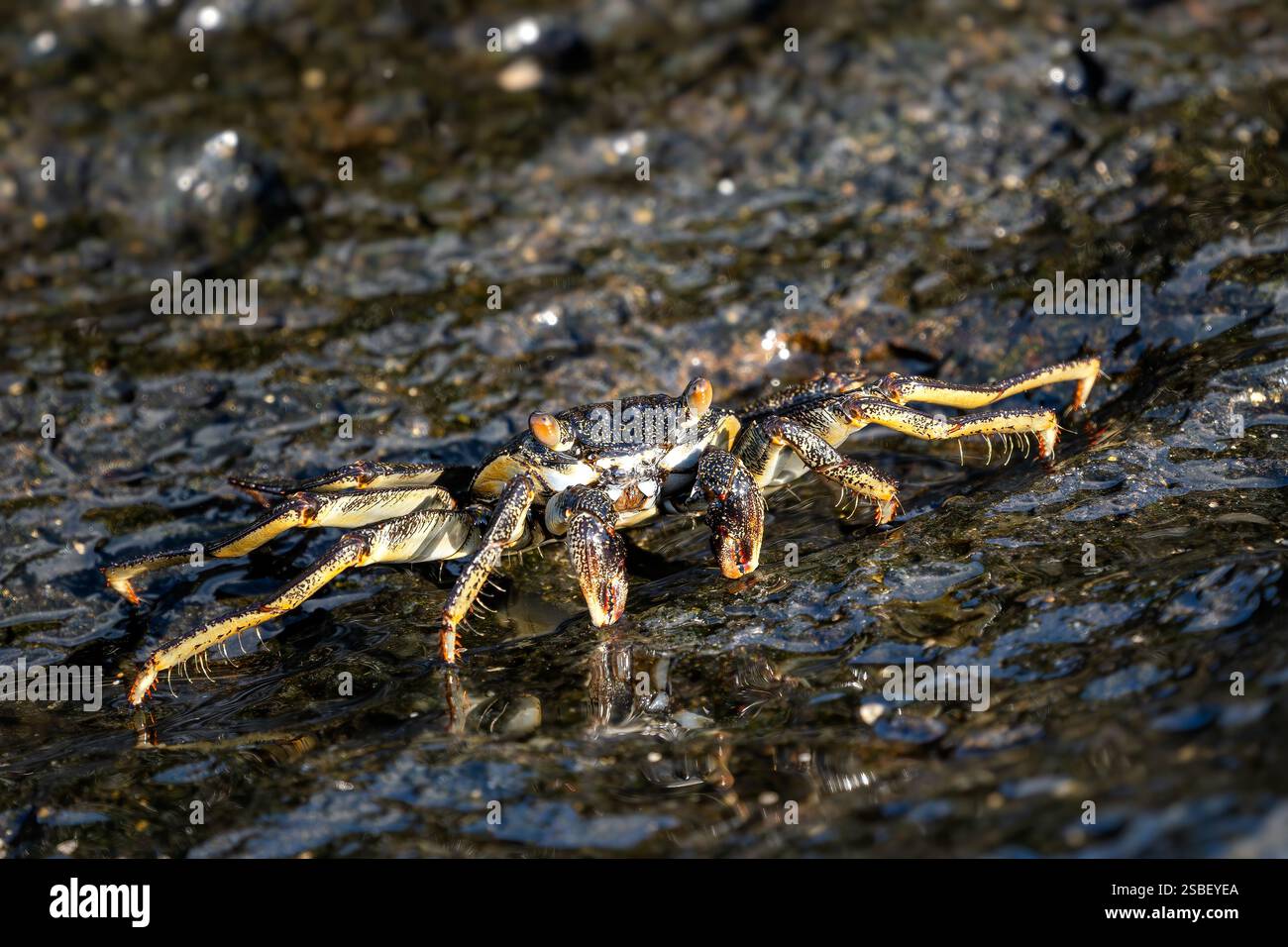 Natal Lightfoot Crab - Grapsus tenuicrustatus, common beautiful crab ...