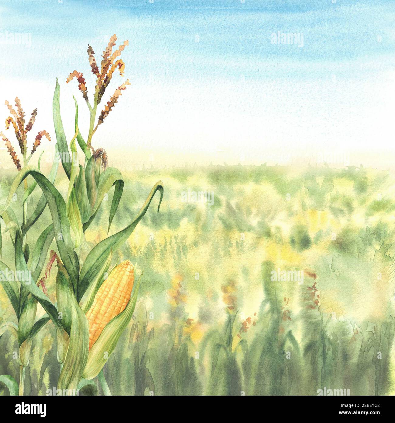 Field of corn. Farmers agricultural field with maize plant cobs ...