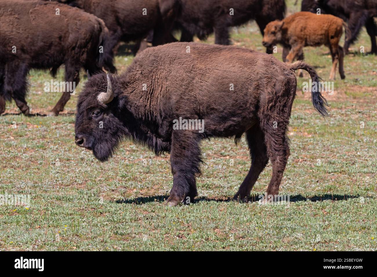American plains bison (Bison bison) standing in a grassy meadow on the ...