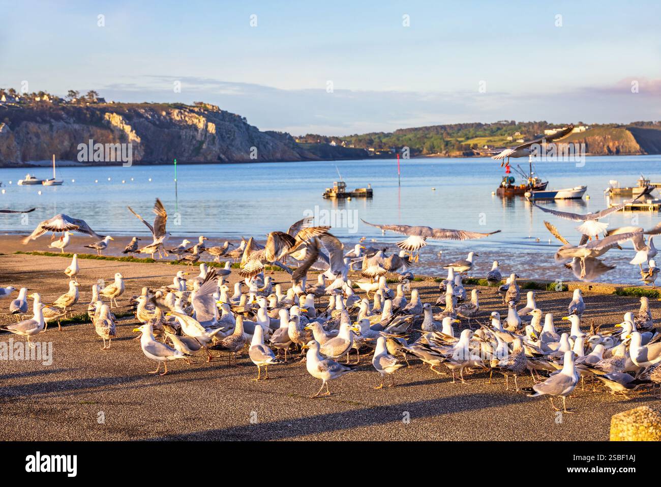 Flock of gulls on a pier by a harbour at the france coast Stock Photo ...
