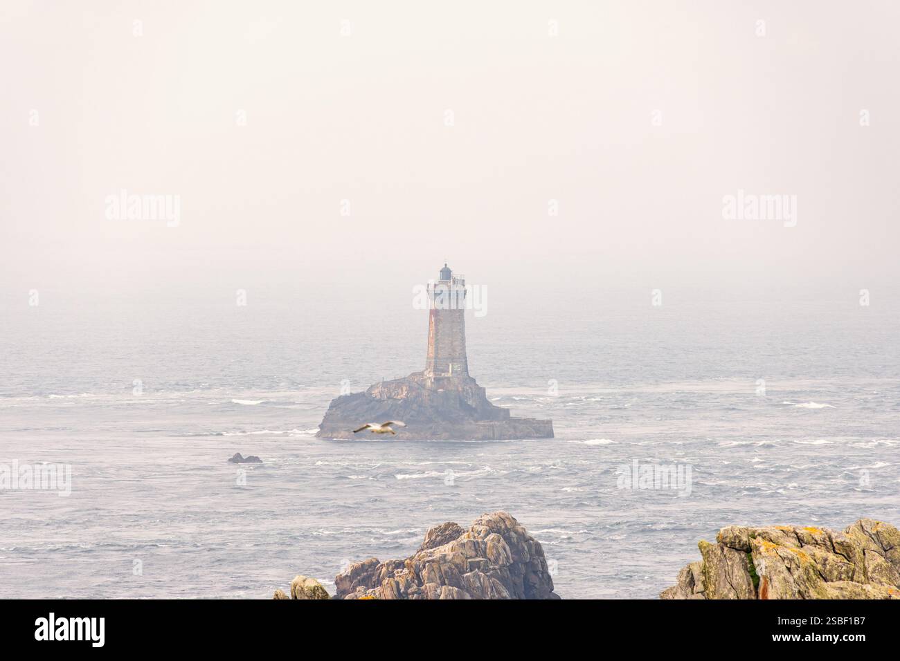Lighthouse La vieille at the Pointe du raz in Bretagne with a flying ...