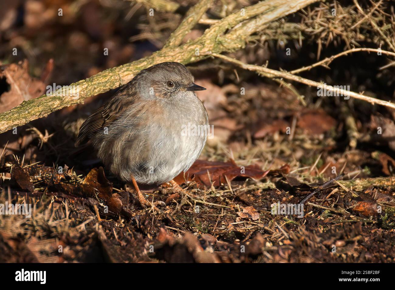 a dunnock, Prunella modularis, is captured among the vegetation on the ...