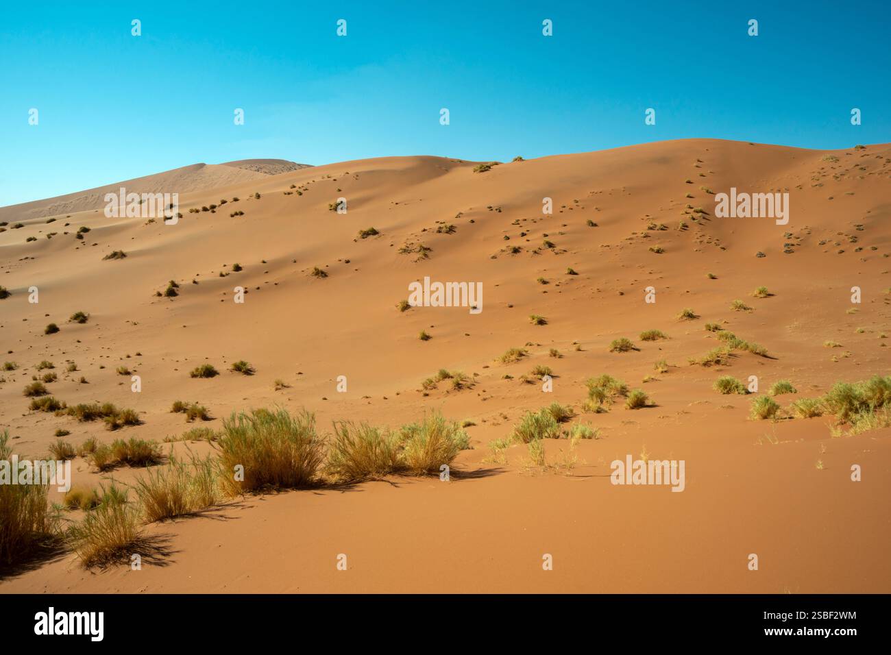 sand dunes with bunches of dry grass by dry season in Namibia Stock ...