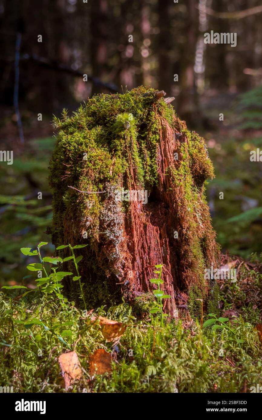 Natures hidden wonders hi-res stock photography and images - Alamy