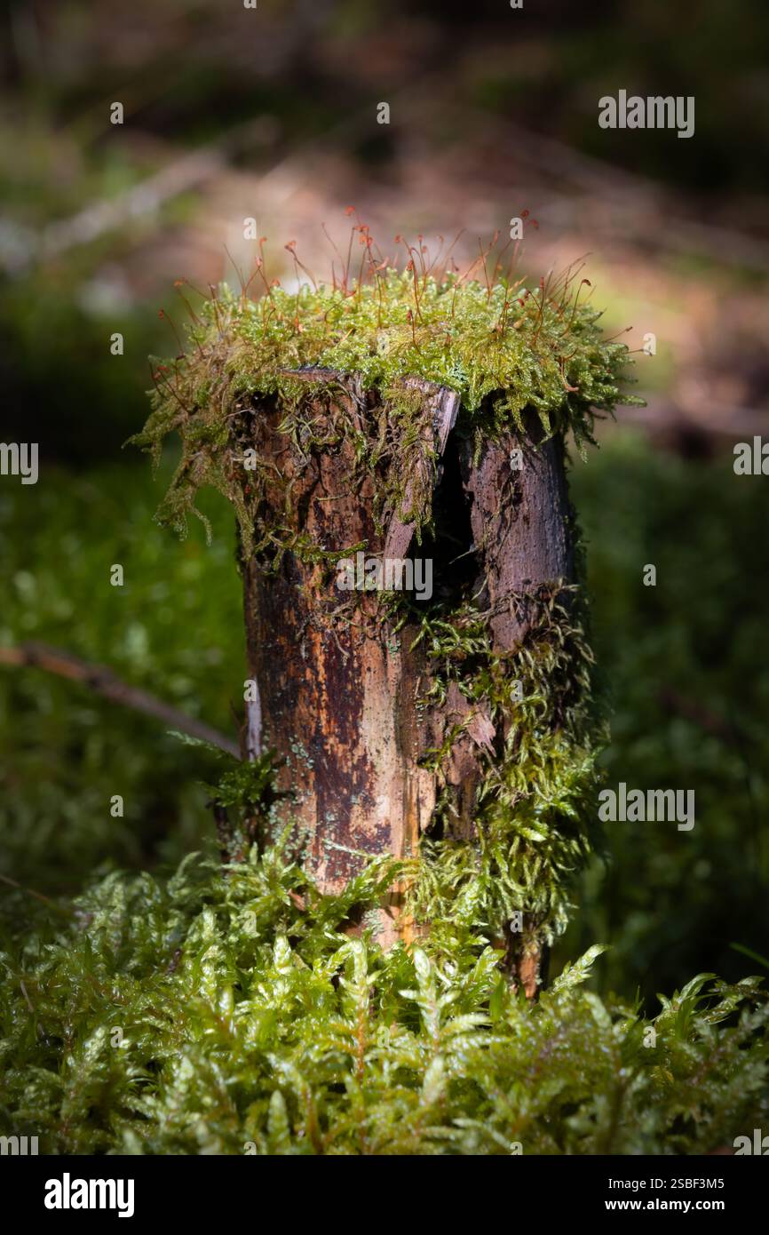 A moss-covered stump in the heart of the forest, where nature thrives ...