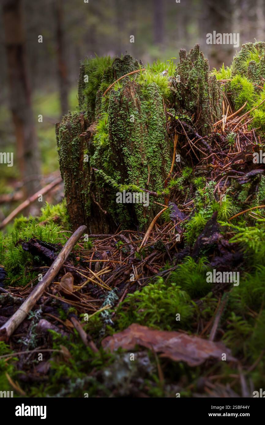 A moss-covered stump in the heart of the forest, where nature thrives ...