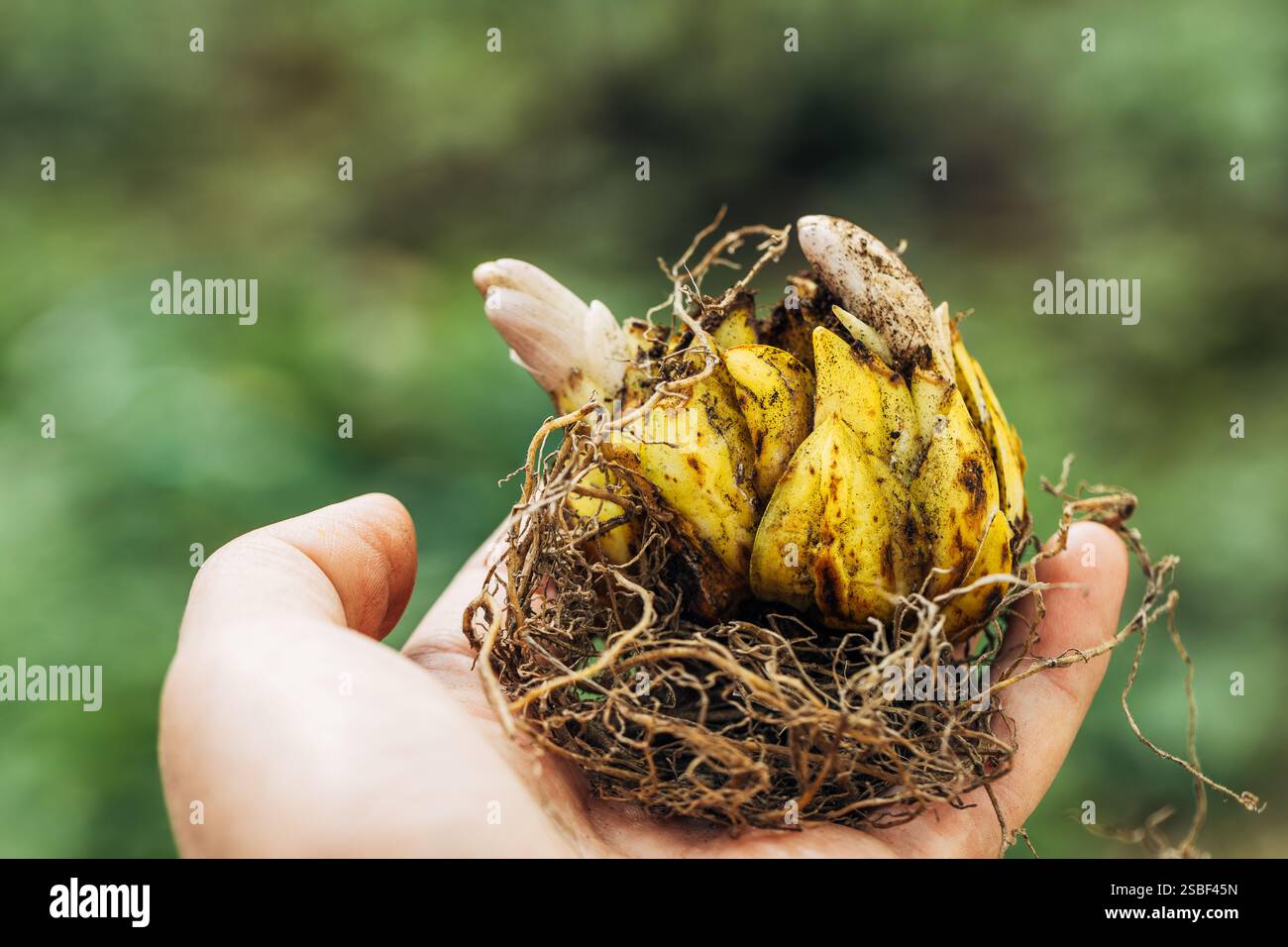 Lily bulb with sprout in hand Stock Photo - Alamy