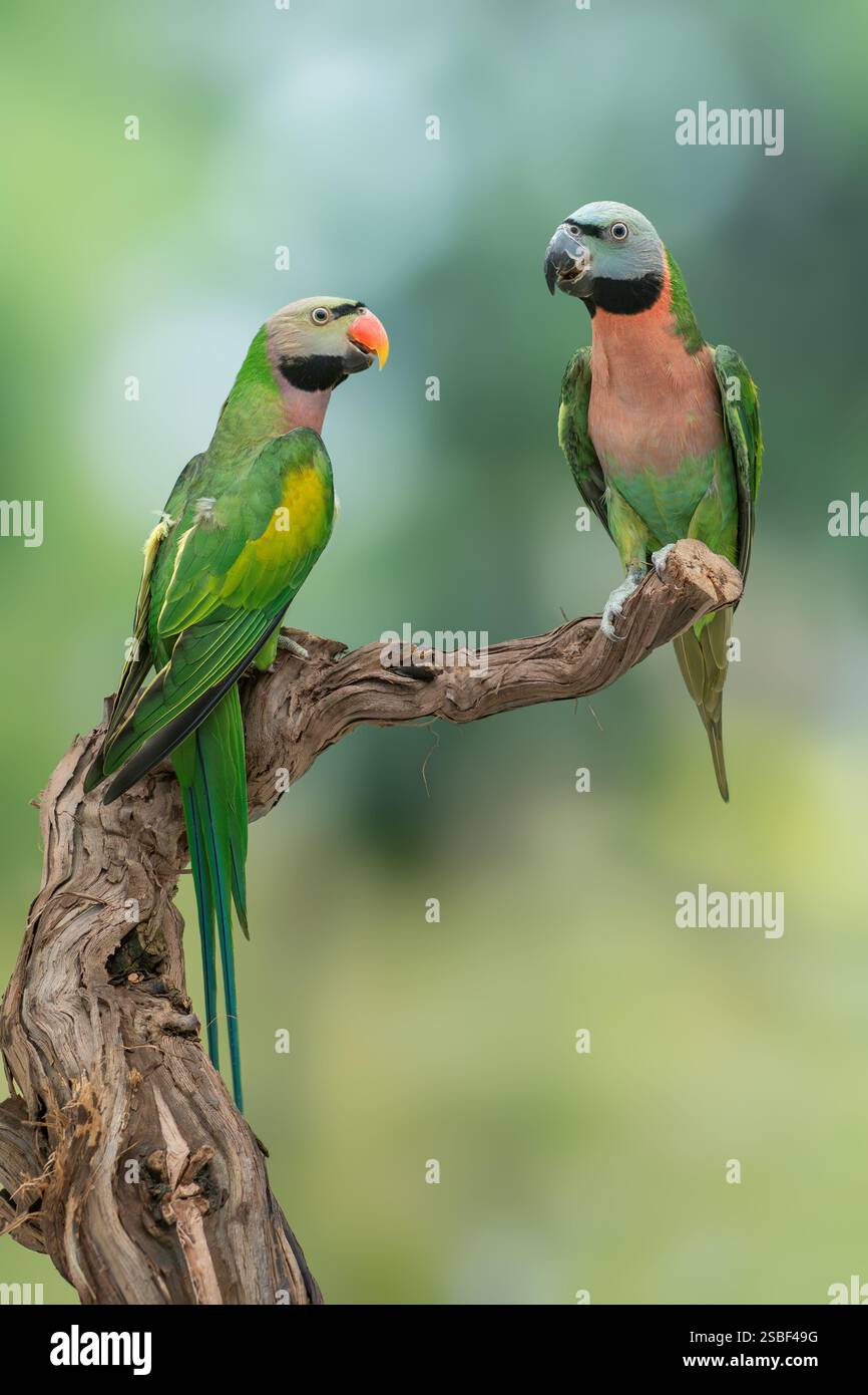 Red breasted parakeet psittacula hi-res stock photography and images ...