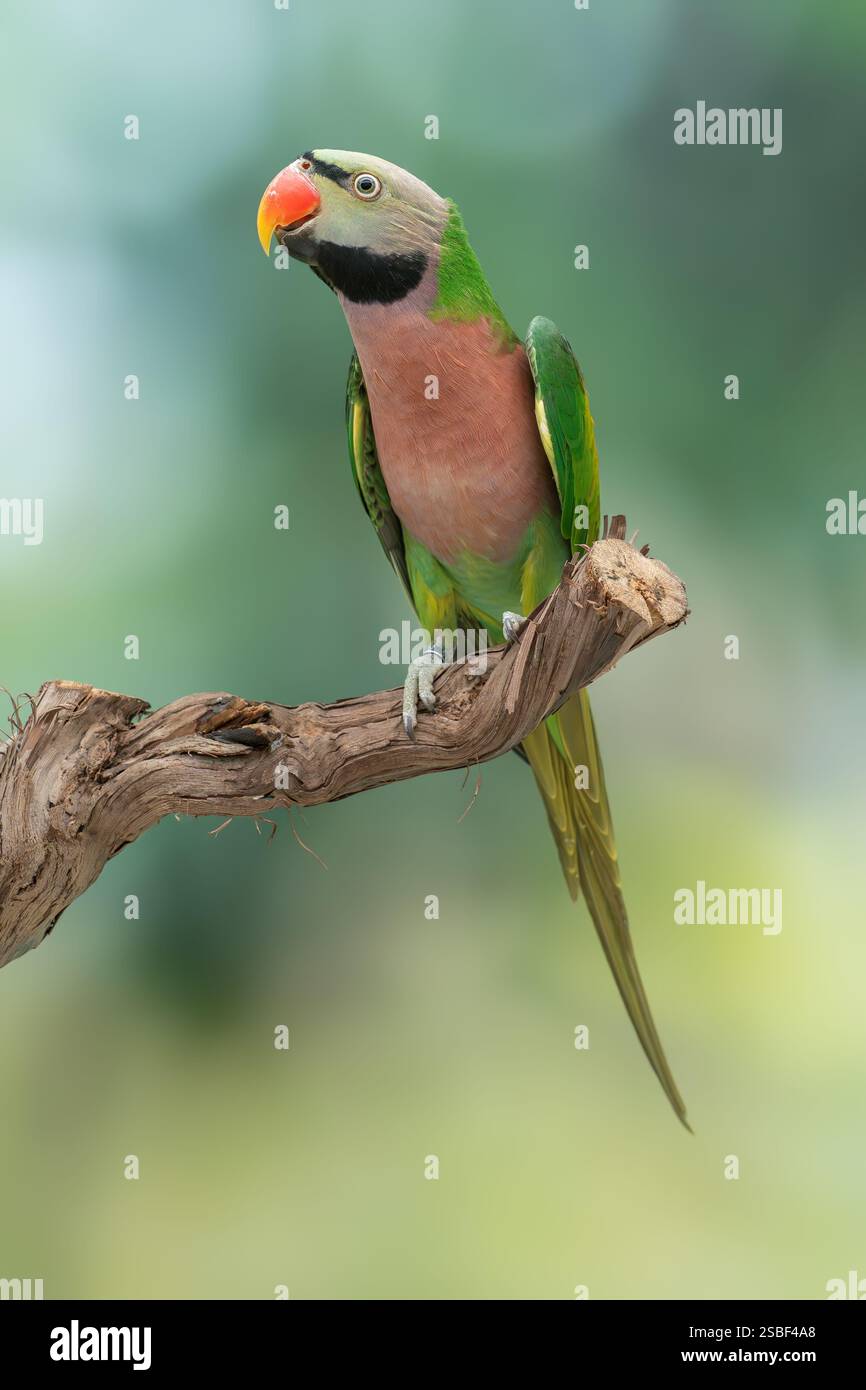 red-breasted parakeet, Psittacula alexandri Stock Photo - Alamy
