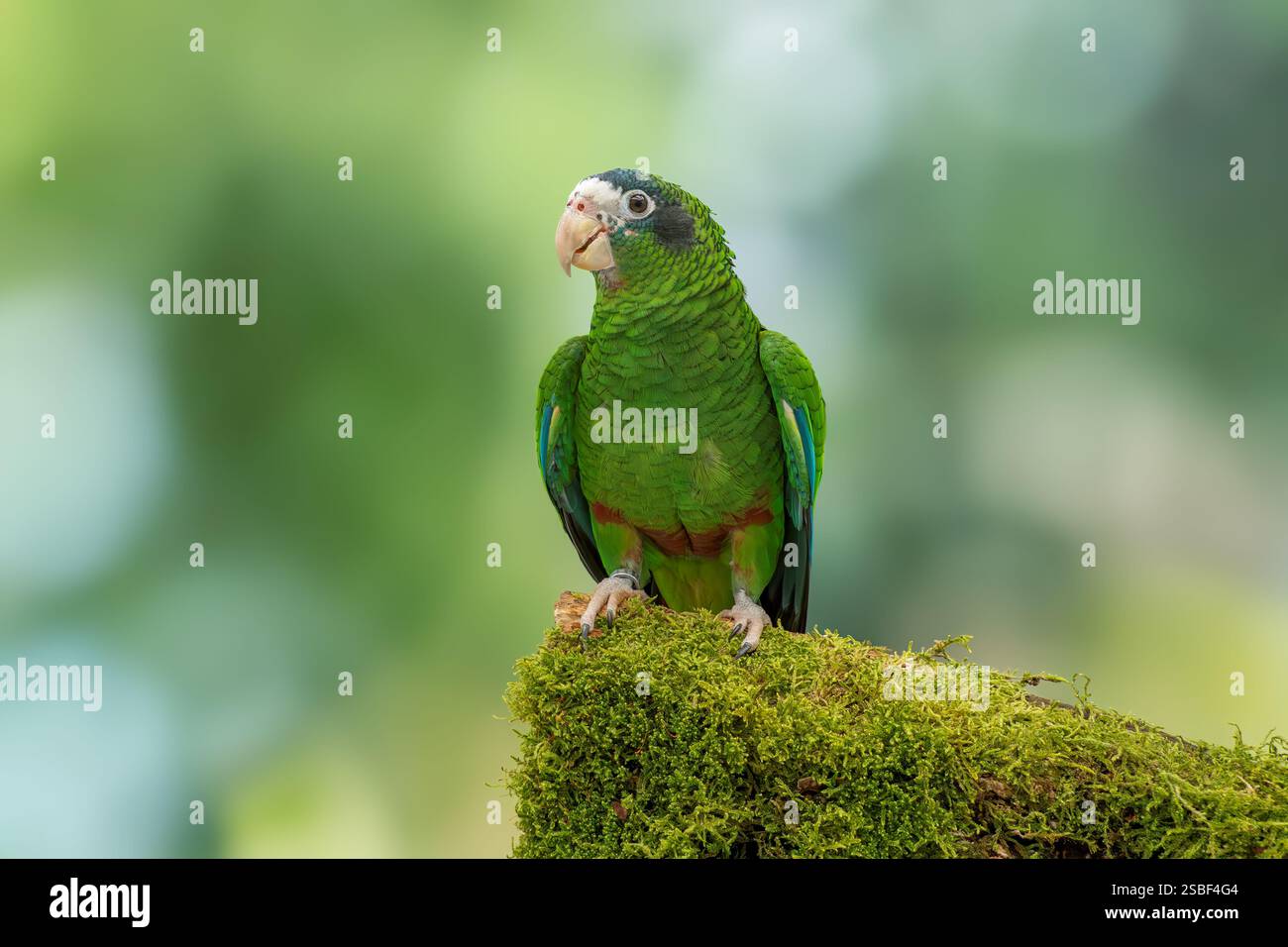 Hispaniolan parrot, Amazona ventralis Stock Photo - Alamy