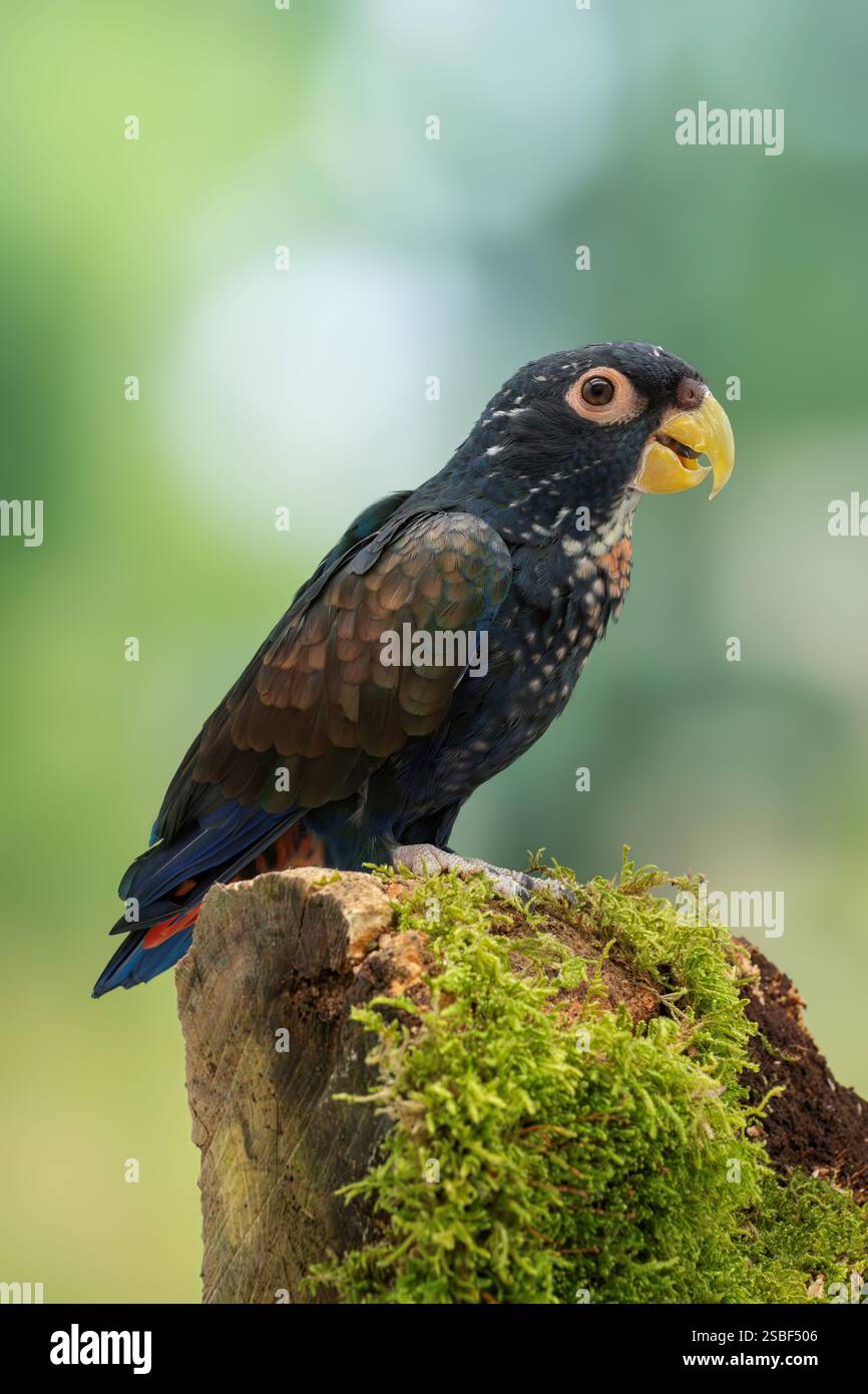 bronze-winged parrot, Pionus chalcopterus Stock Photo - Alamy