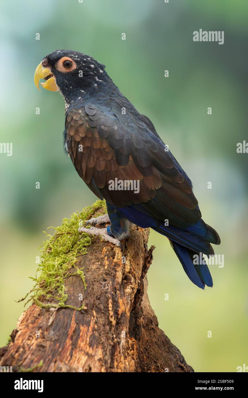 bronze-winged parrot, Pionus chalcopterus Stock Photo - Alamy