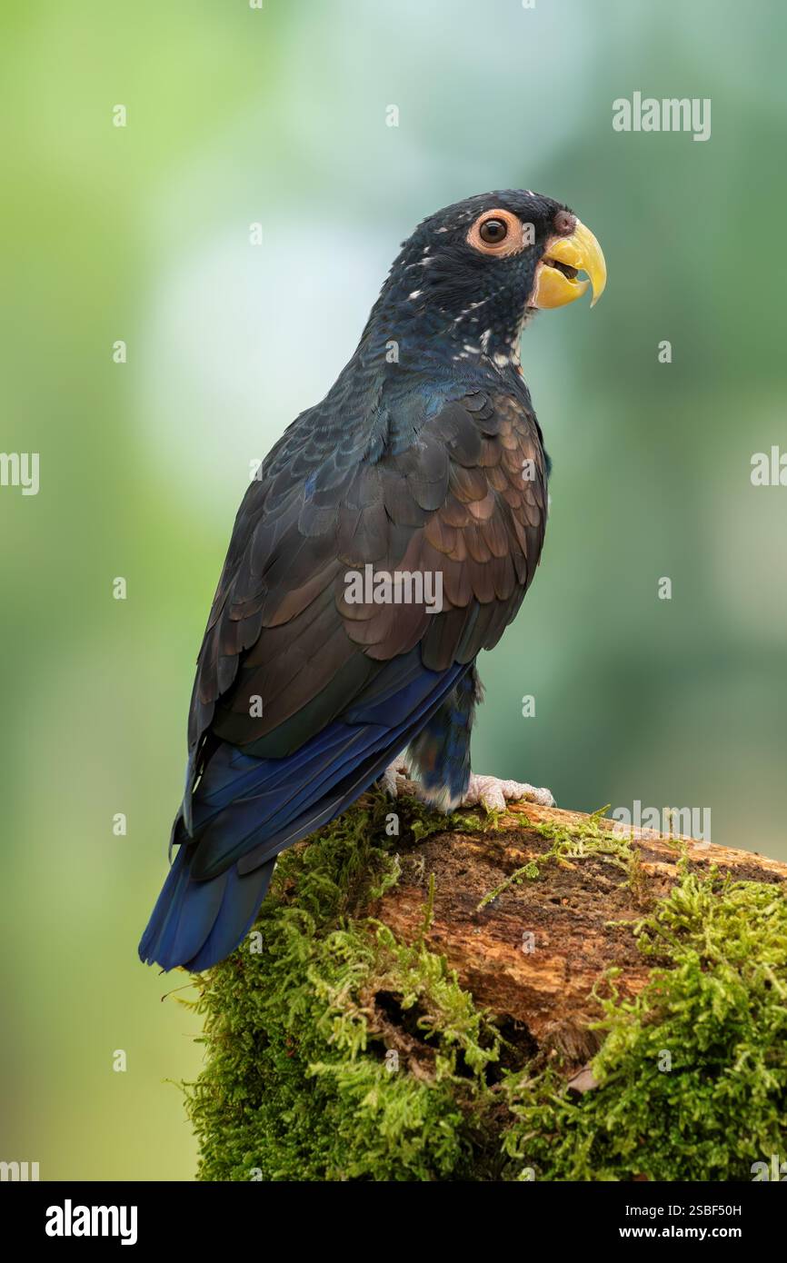 bronze-winged parrot, Pionus chalcopterus Stock Photo - Alamy