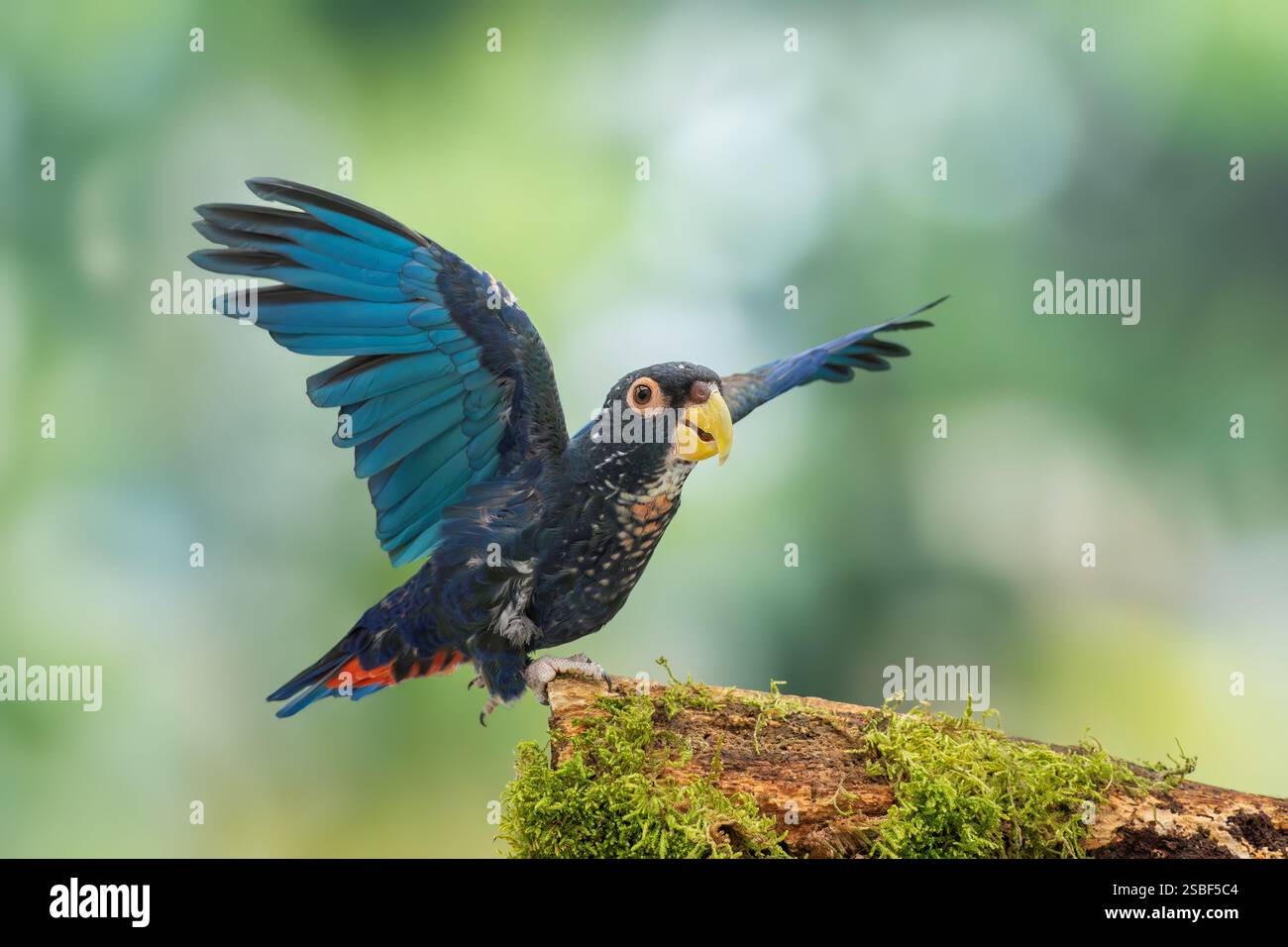 bronze-winged parrot, Pionus chalcopterus Stock Photo - Alamy