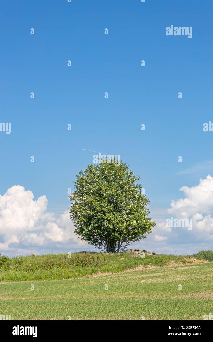 Rowan tree, Sorbus aucuparia, in bloom in early summer in an open ...