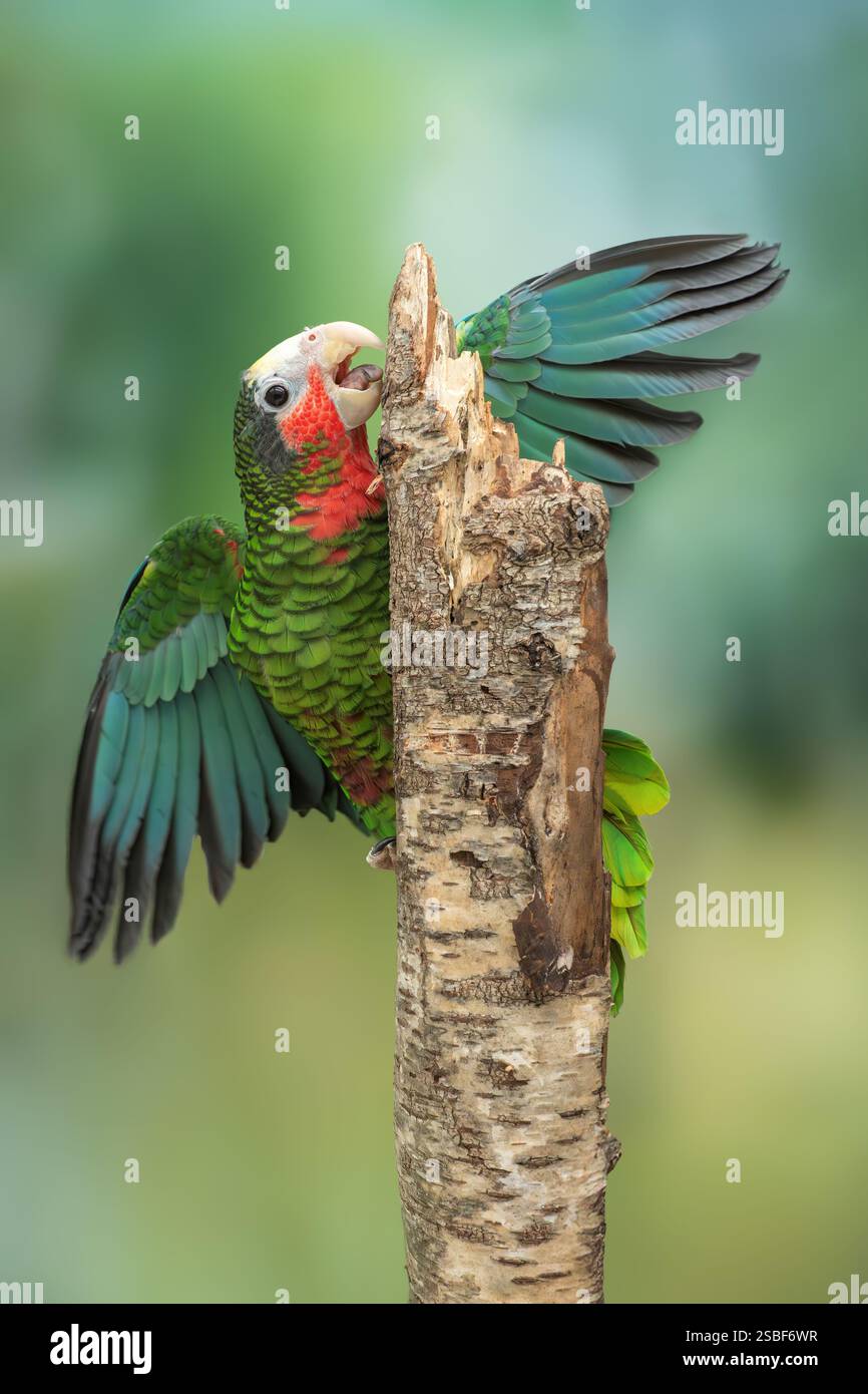 Cuban amazon, Amazona leucocephala Stock Photo - Alamy