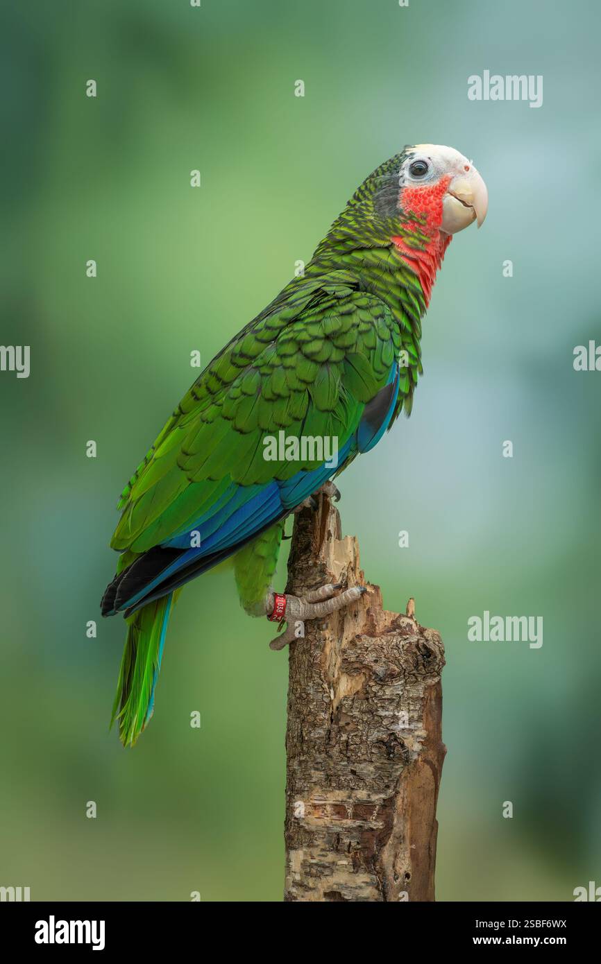 Cuban amazon, Amazona leucocephala Stock Photo - Alamy