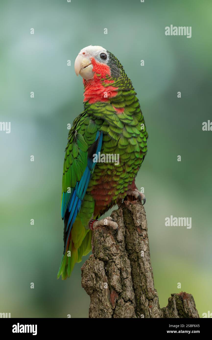 Cuban amazon, Amazona leucocephala Stock Photo - Alamy