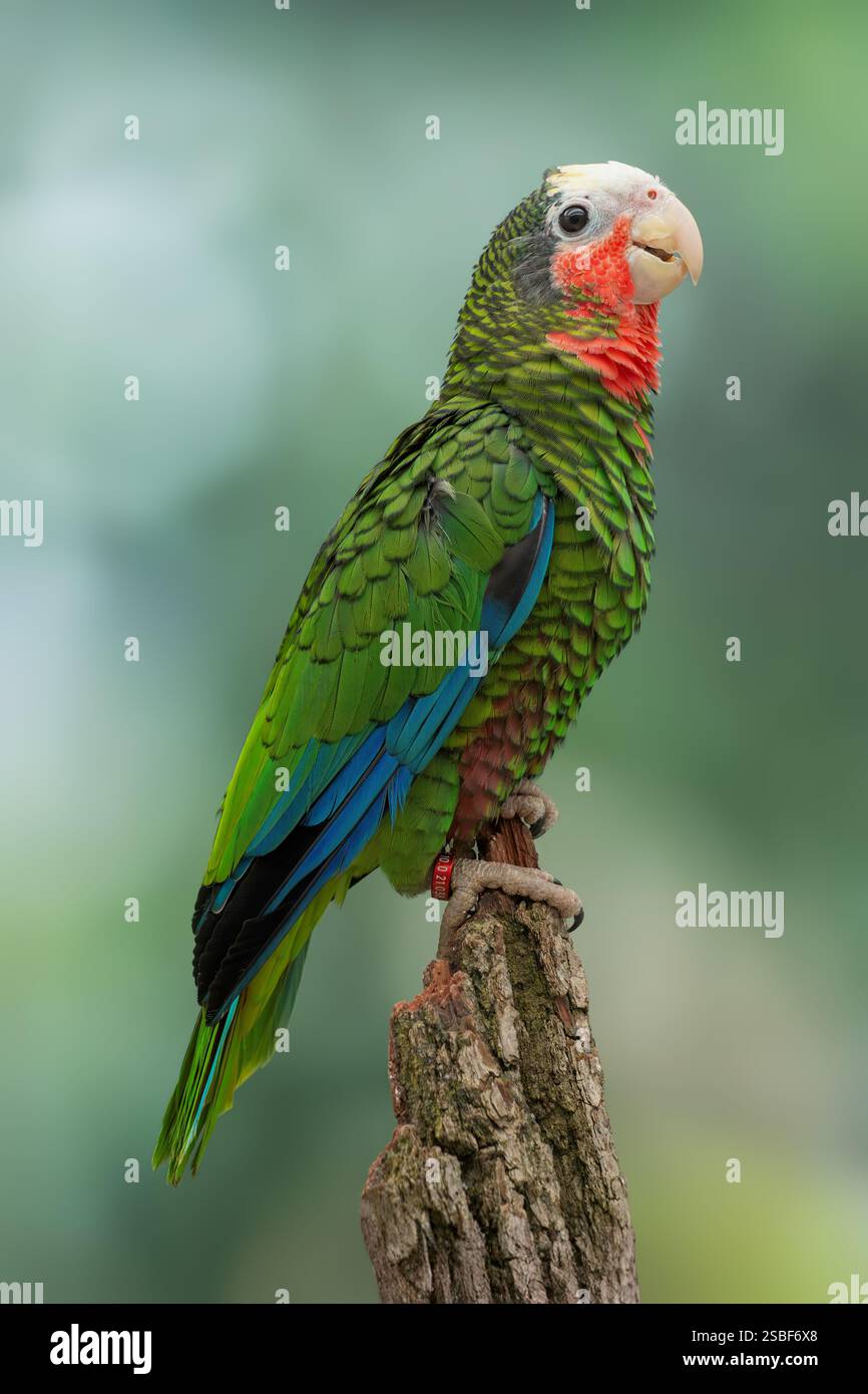 Cuban amazon, Amazona leucocephala Stock Photo - Alamy