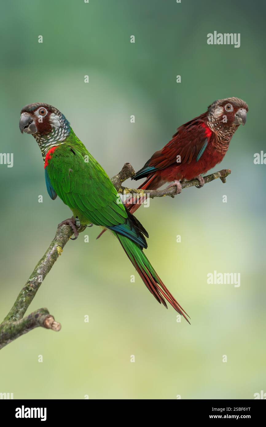 white-eared parakeet or maroon-faced parakeet,1 normal and 1 maroon ...