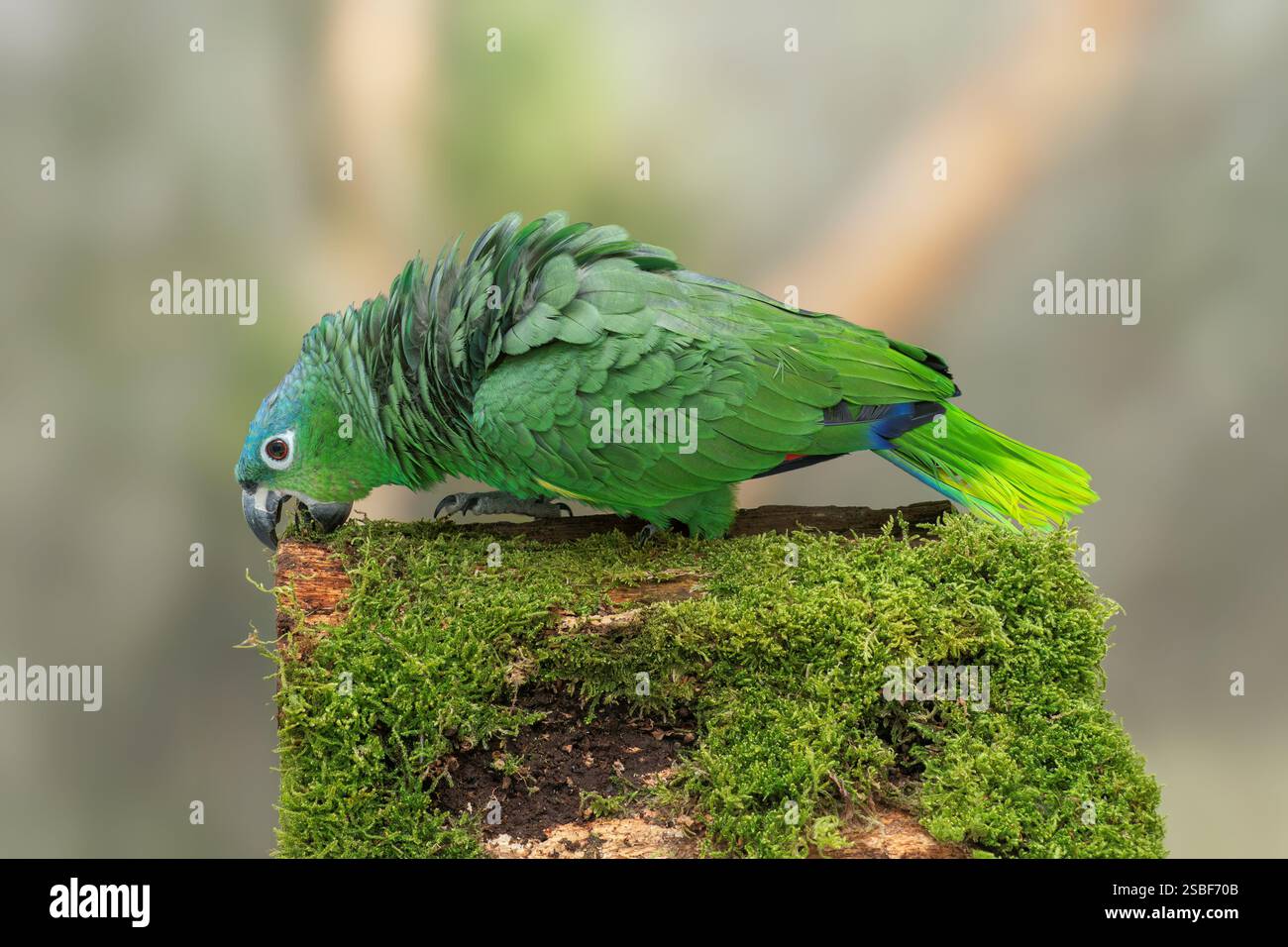 northern mealy amazon or northern mealy parrot, Amazona farinosa ...