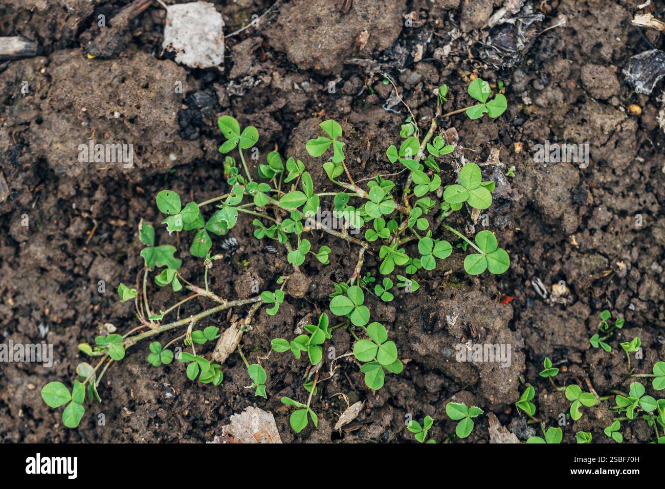 close up of The four leaf clover (Trifolium repens) is a rare variety ...