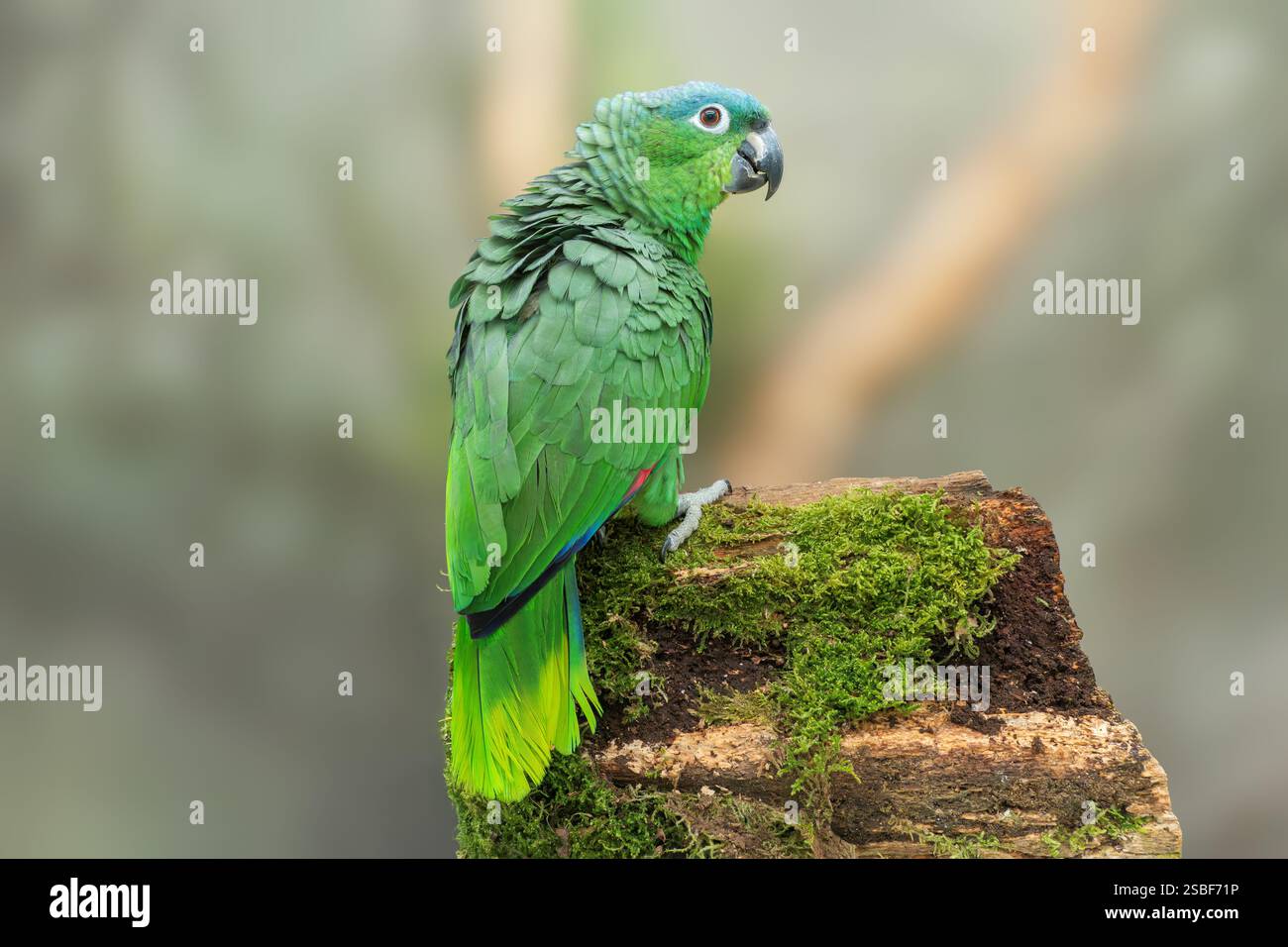northern mealy amazon or northern mealy parrot, Amazona farinosa ...