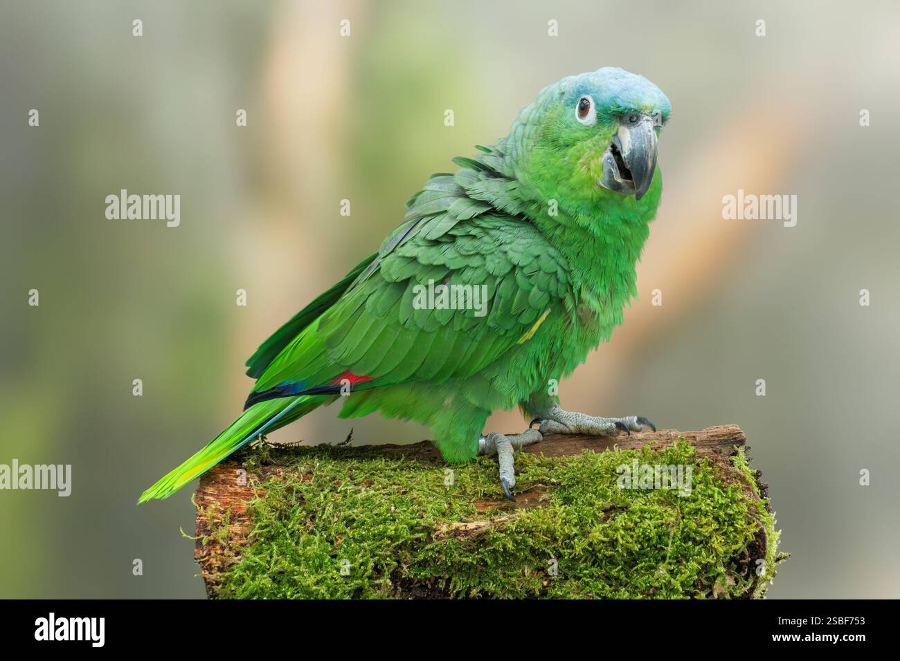 northern mealy amazon or northern mealy parrot, Amazona farinosa ...