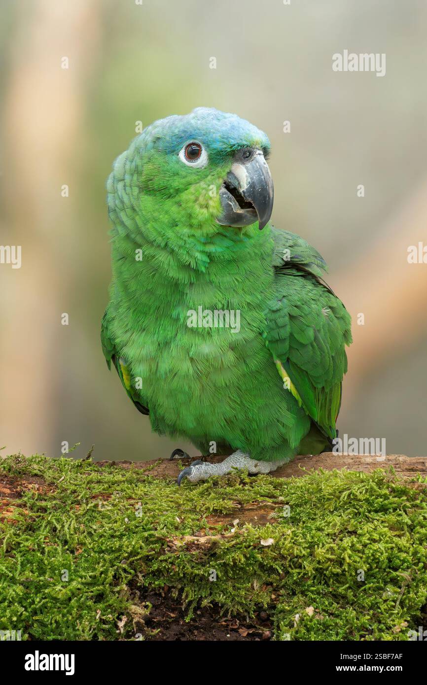 northern mealy amazon or northern mealy parrot, Amazona farinosa ...