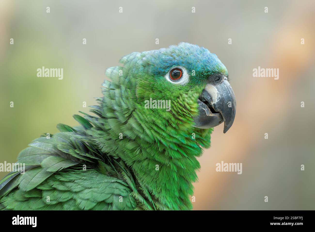 northern mealy amazon or northern mealy parrot, Amazona farinosa ...