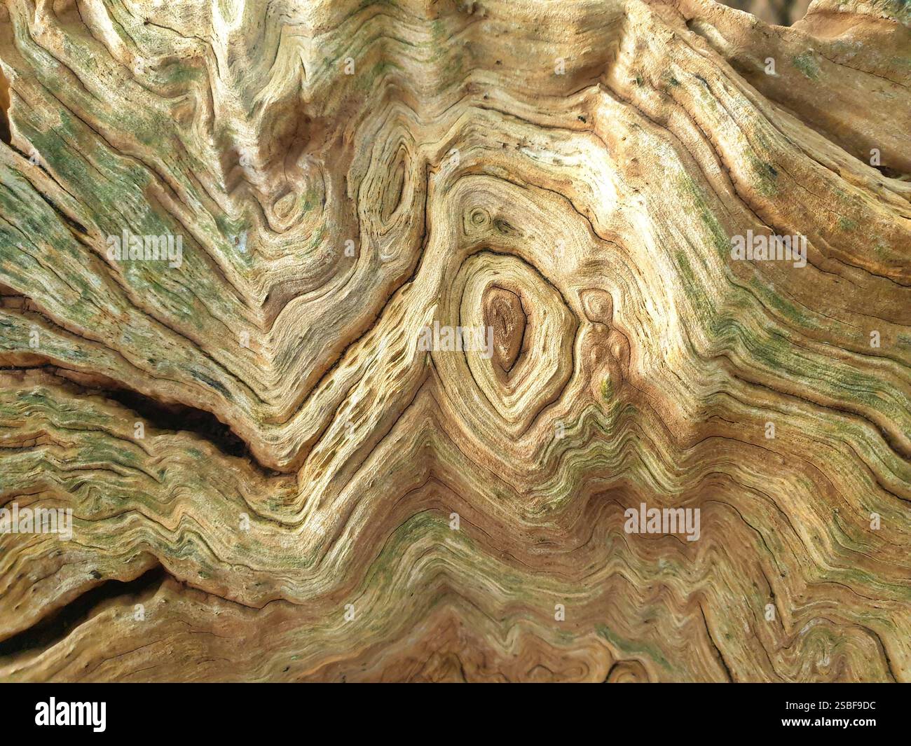 Rootstock grain pattern structure and texture. This section is highly ...